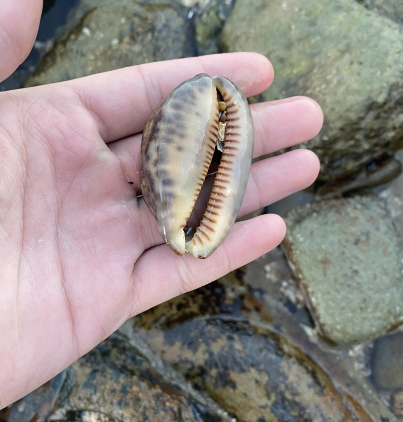 Arabian Cowry from Queensland, Australia on April 11, 2023 at 01:41 PM ...