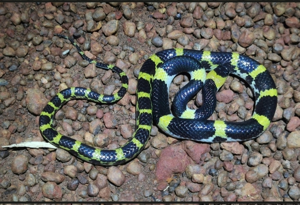 Laotian Wolf Snake from Mã Đà on March 18, 2023 by Chris Oldnall ...
