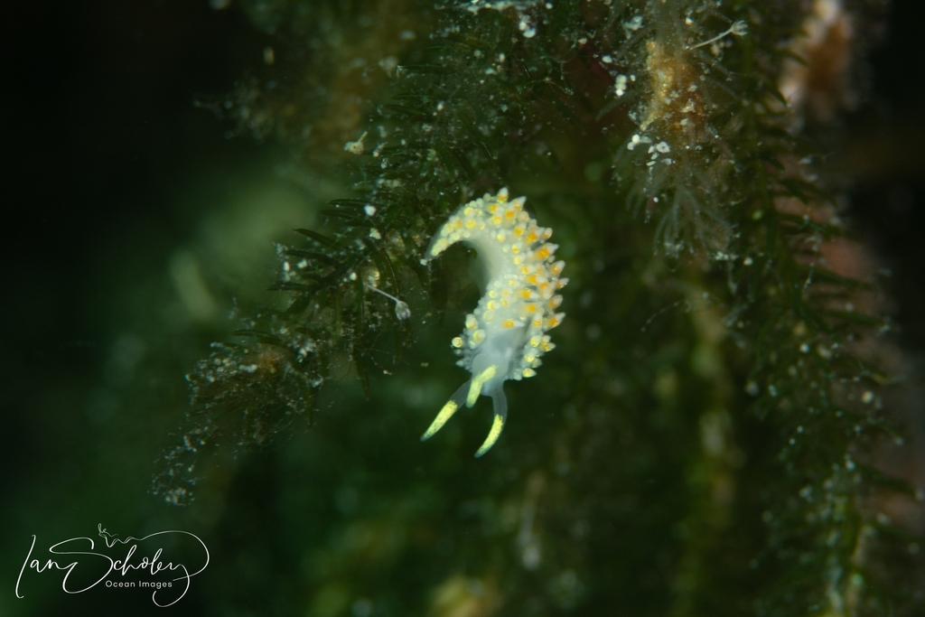 Trinchesia from South Channel Fort, Australia on April 11, 2023 at 11: ...