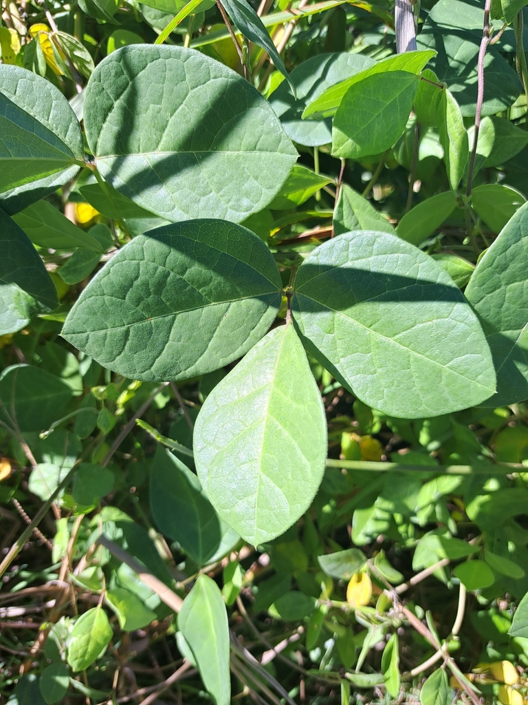 Phaseoleae from Redland Bay QLD 4165, Australia on April 11, 2023 at 01 ...