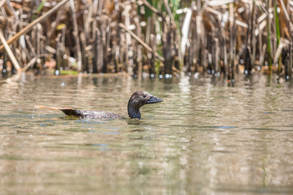 Musk Duck from Adelaide SA, Australia on December 8, 2015 at 01:50 PM ...