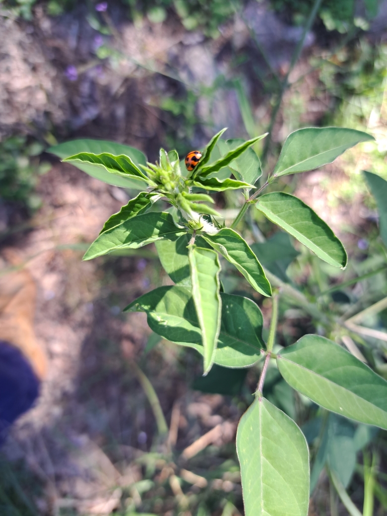 Phasey Bean from Queensland, AU on April 11, 2023 at 01:33 PM by ...