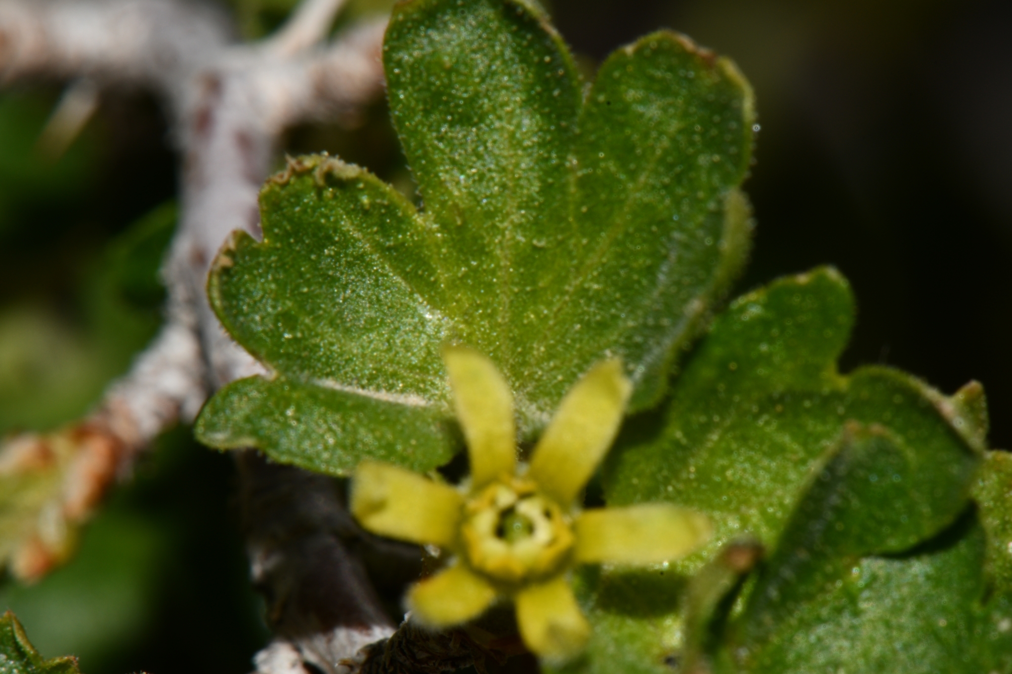 Ribes velutinum Greene
