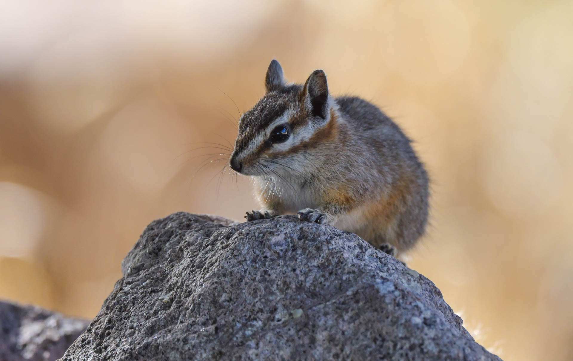Tamias dorsalis Baird, 1855