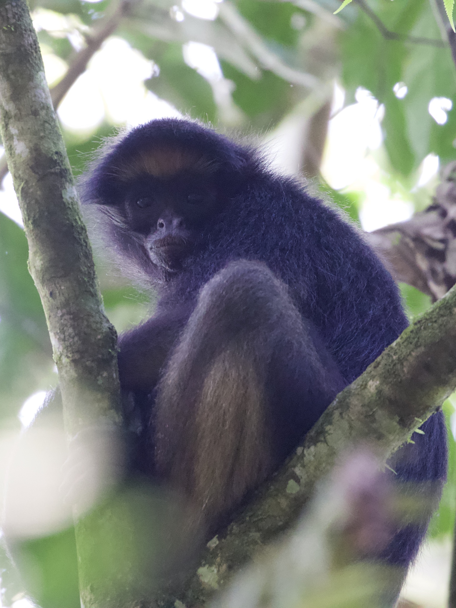 Ateles belzebuth É.Geoffroy Saint-Hilaire, 1806