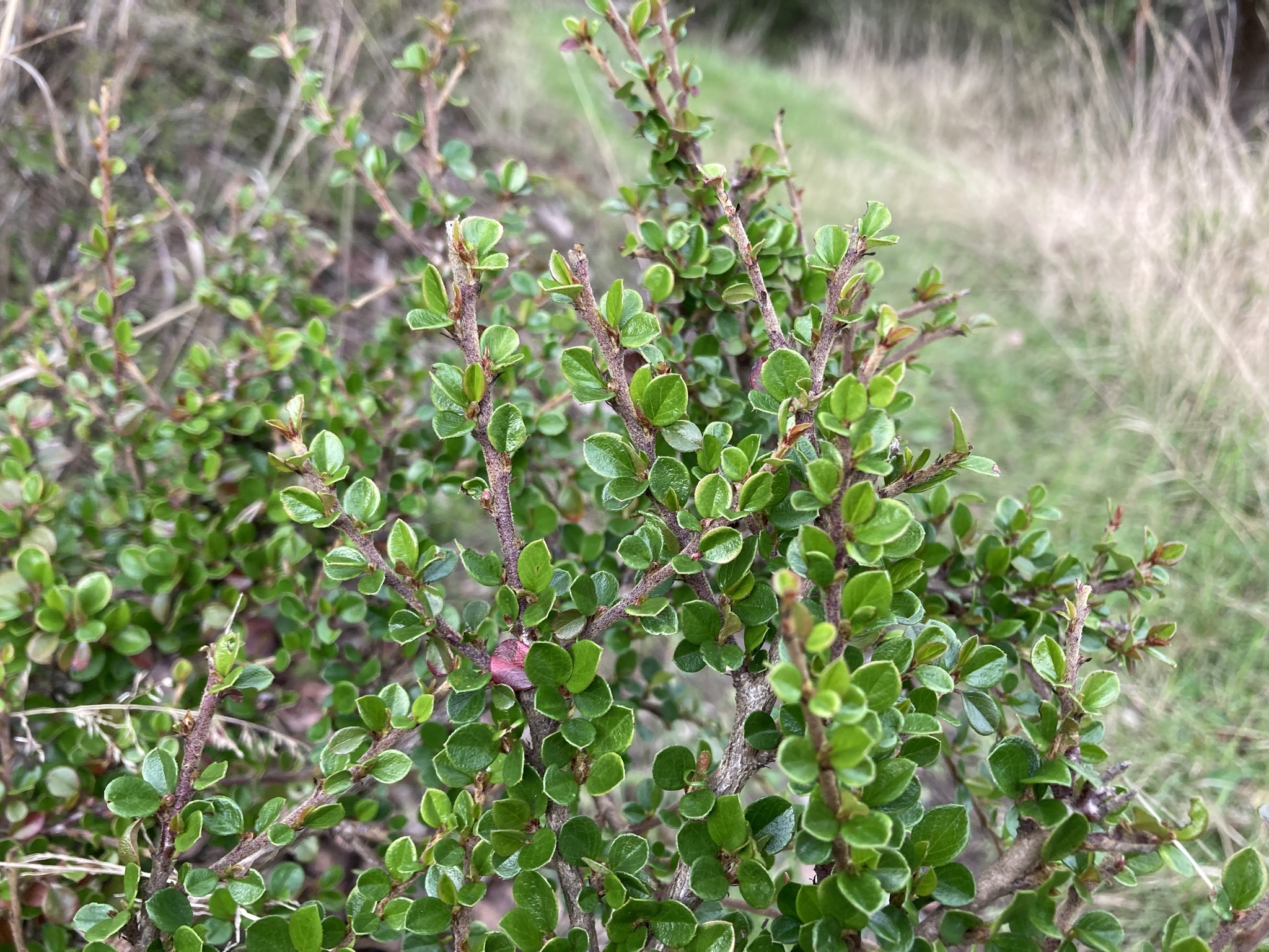 Cotoneaster horizontalis Decne.