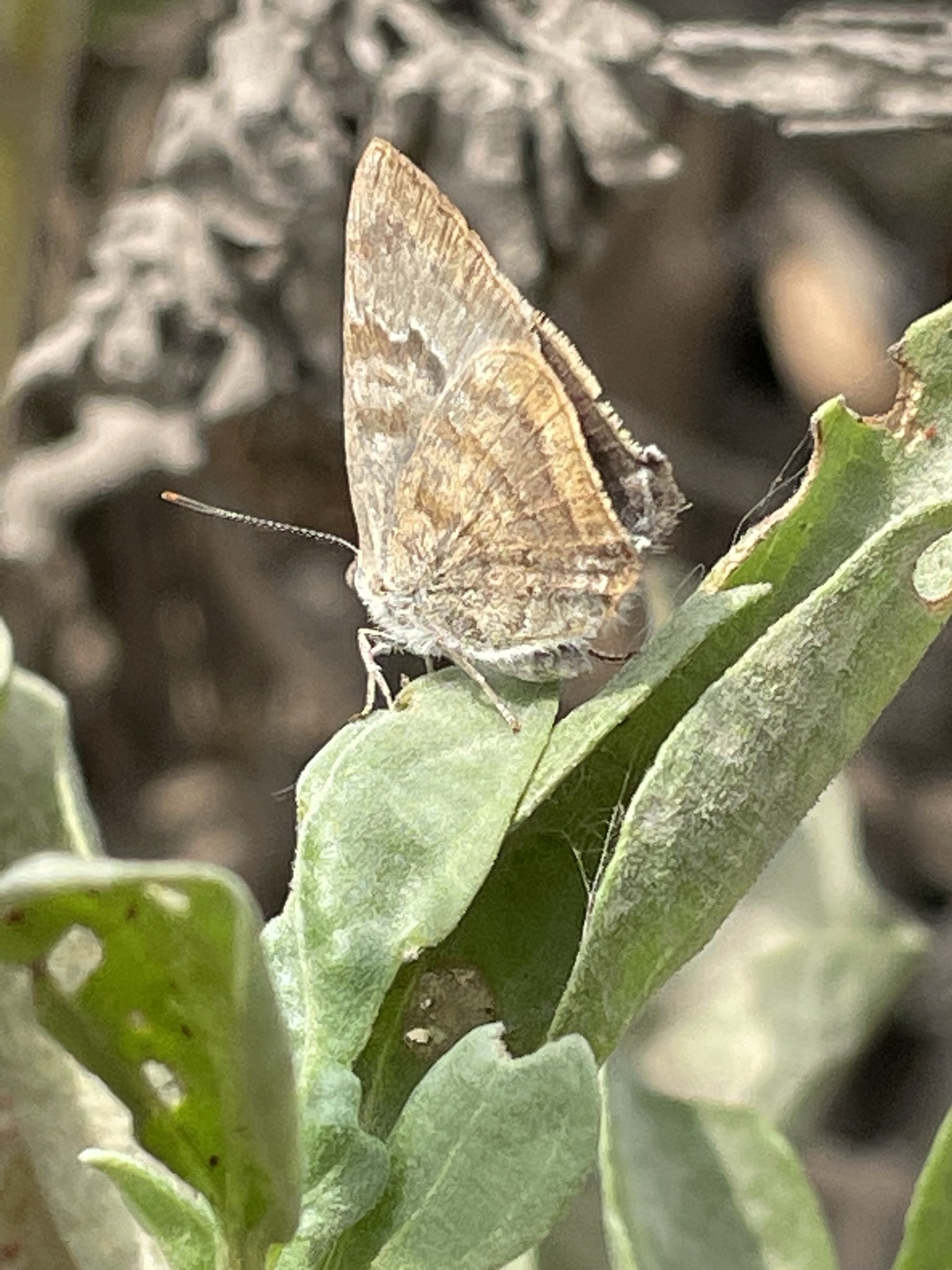 Rekoa palegon (Cramer, 1780)