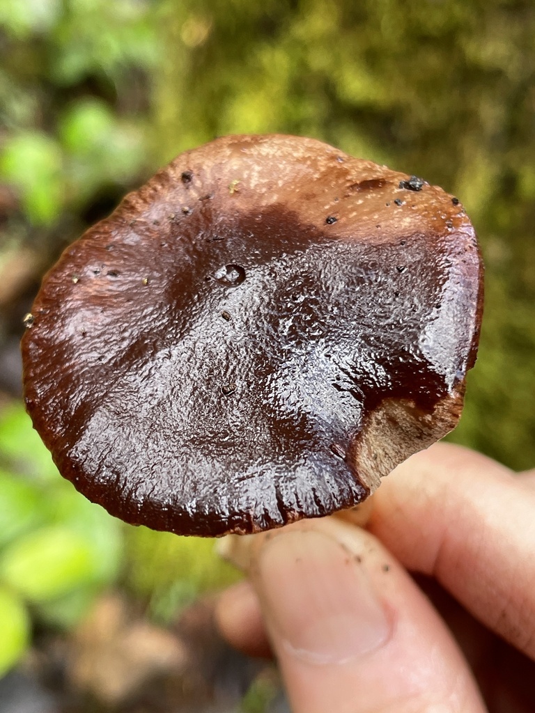 chestnut brittlestem from 182nd Ave NE, Woodinville, WA, US on April 11 ...
