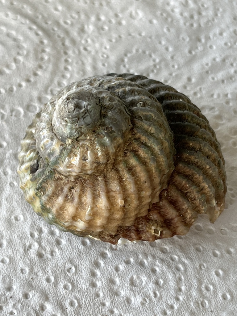 Cook's Turban from Far North, NZ-NO, NZ on April 12, 2023 at 05:00 PM ...