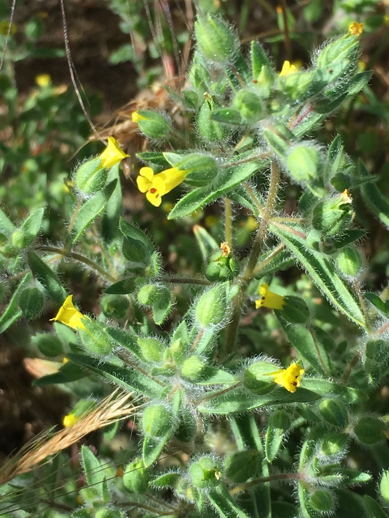 False Monkeyflower from Ventura County, CA, USA on June 07, 2019 at 05: ...