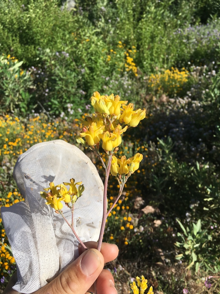golden eardrops from Ventura County, CA, USA on June 7, 2019 at 05:21 ...