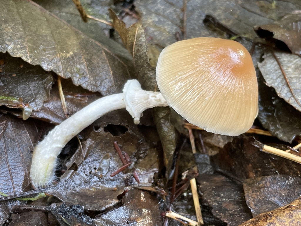 Brittlestems from 184th Pl NE, Woodinville, WA, US on April 11, 2023 at ...