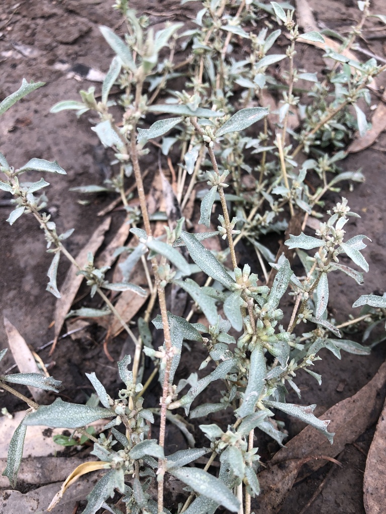 Slender-fruit Saltbush (Atriplex leptocarpa) - Botanical Realm