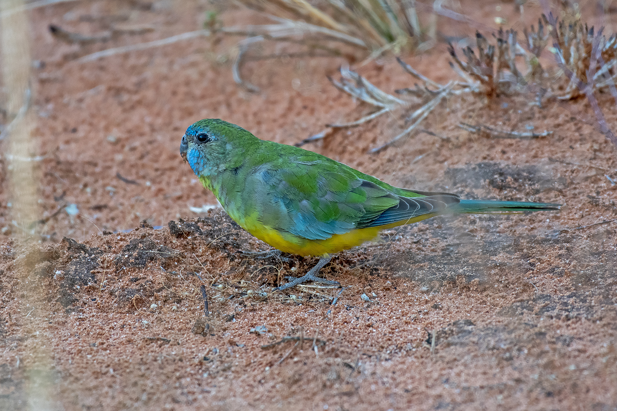 Neophema splendida (Gould, 1841)