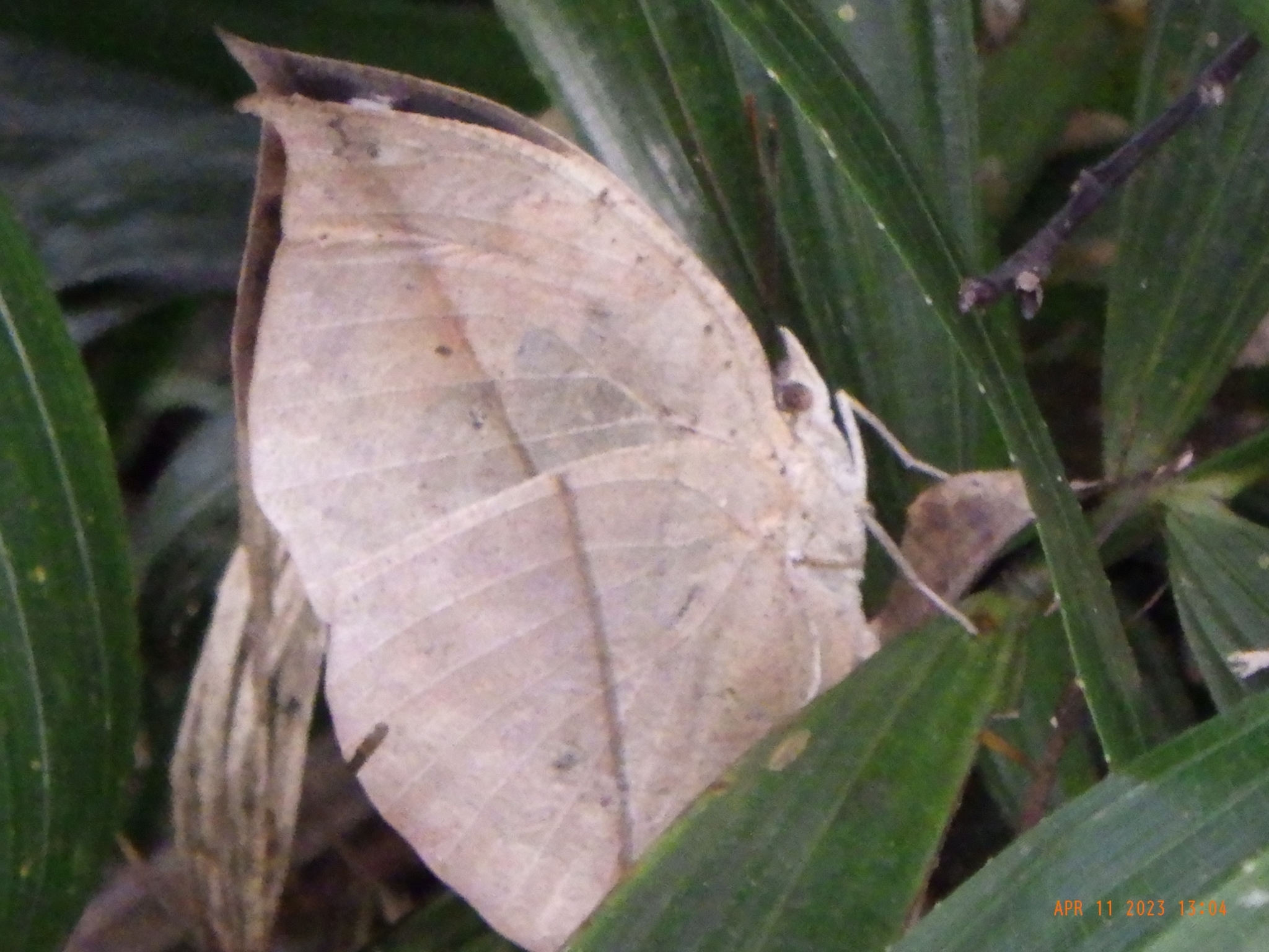 Kallima inachus Boisduval, 1836