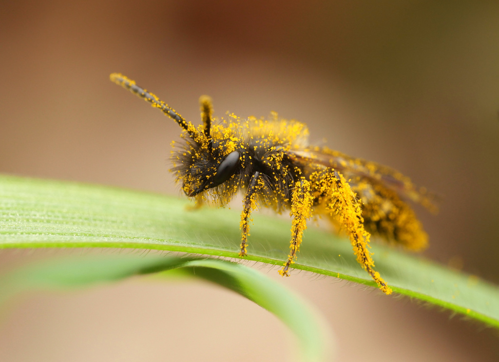 Mining Bees (Hampstead Heath Scavenger Hunt) · iNaturalist