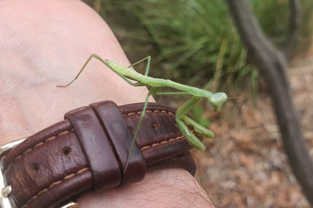 False Garden Mantis in March 2023 by Garry French · iNaturalist