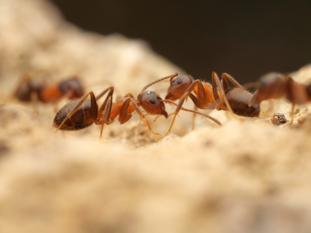 central european bicolored ant from Randersacker, Deutschland on April ...
