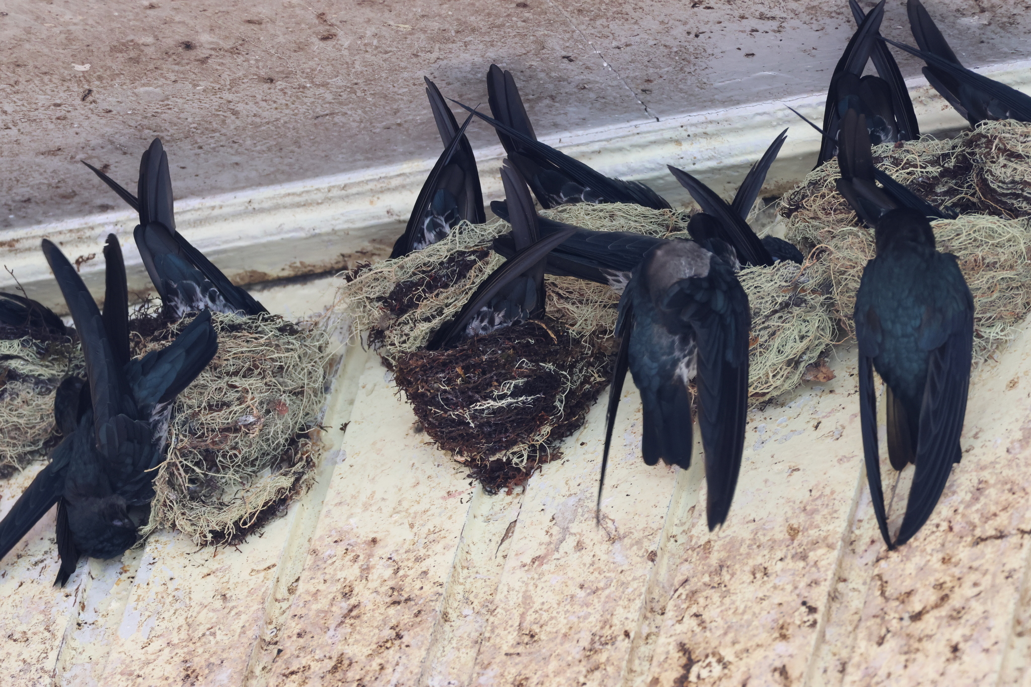 Collocalia affinis Beavan, 1867