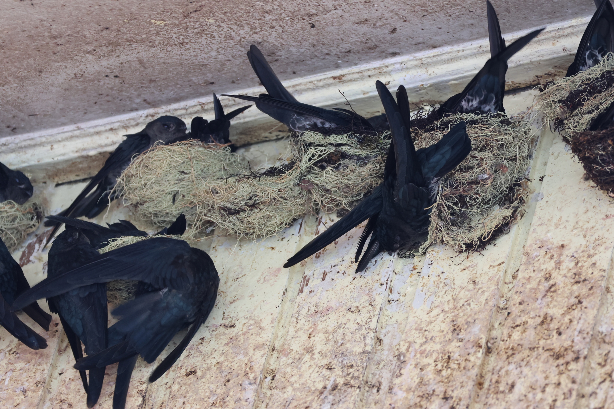 Collocalia affinis Beavan, 1867