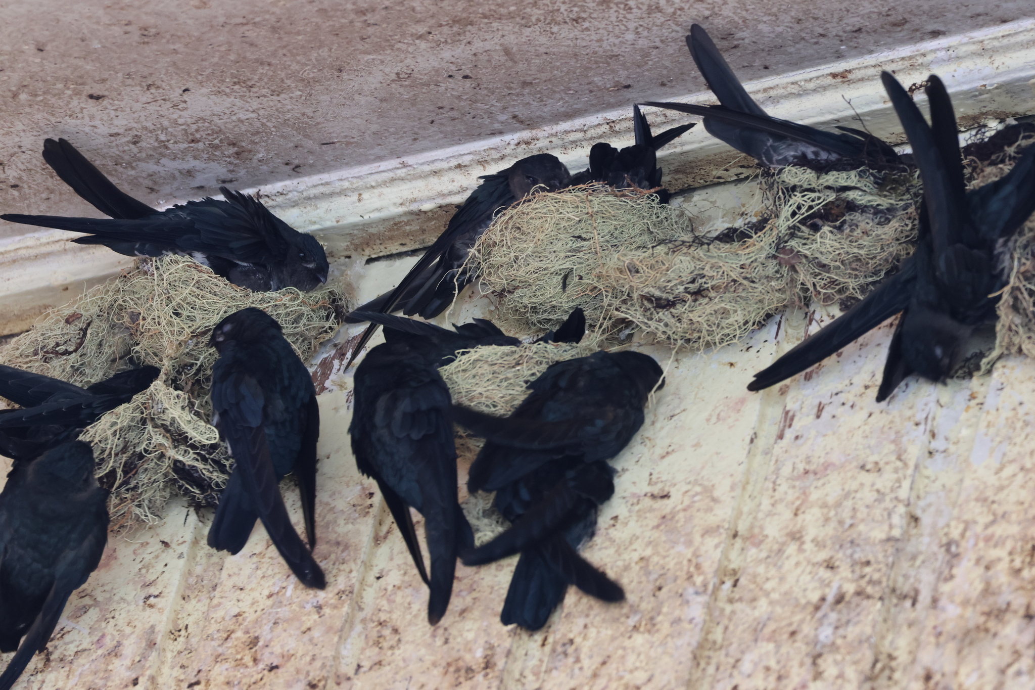 Collocalia affinis Beavan, 1867