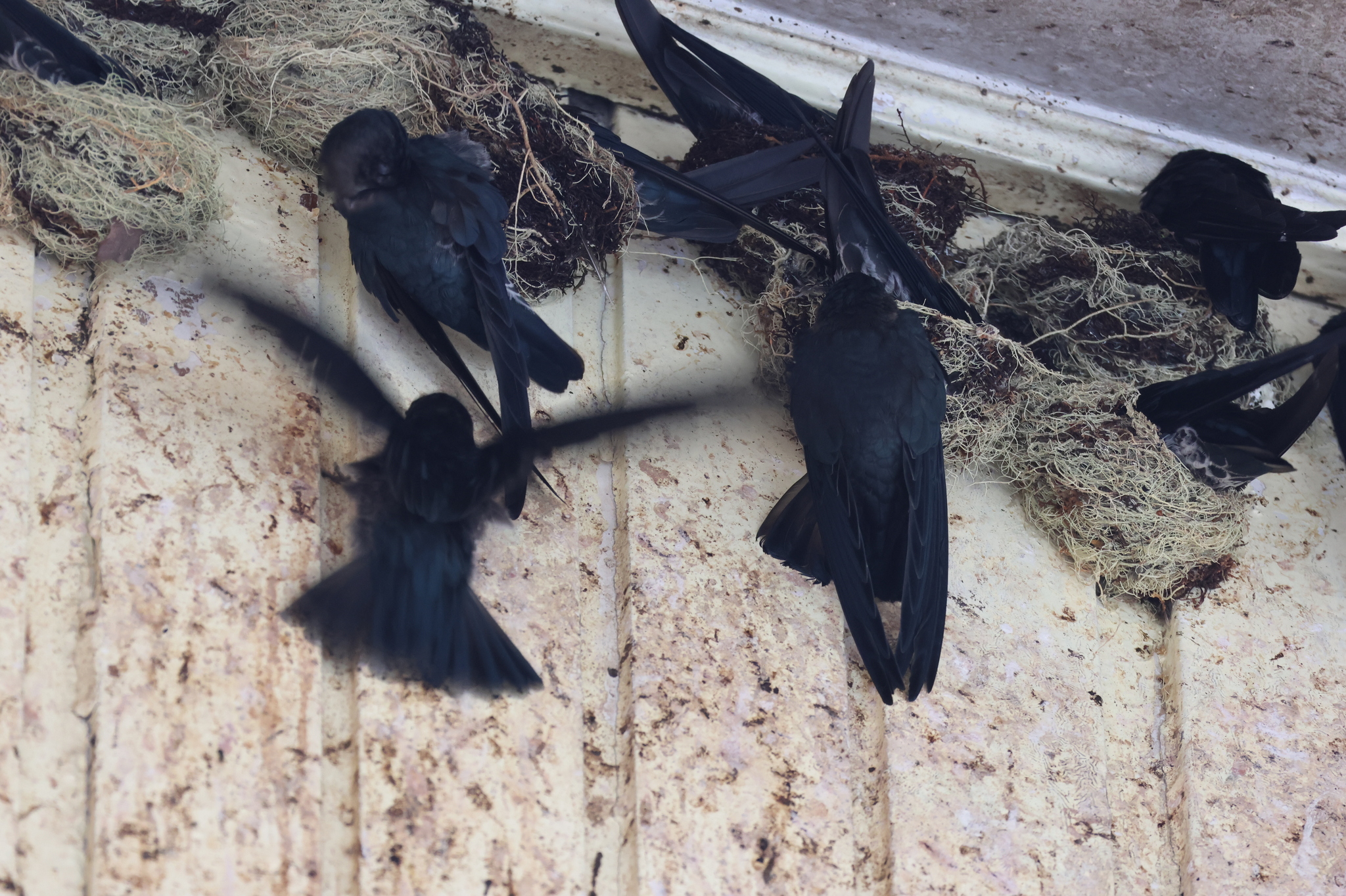 Collocalia affinis Beavan, 1867