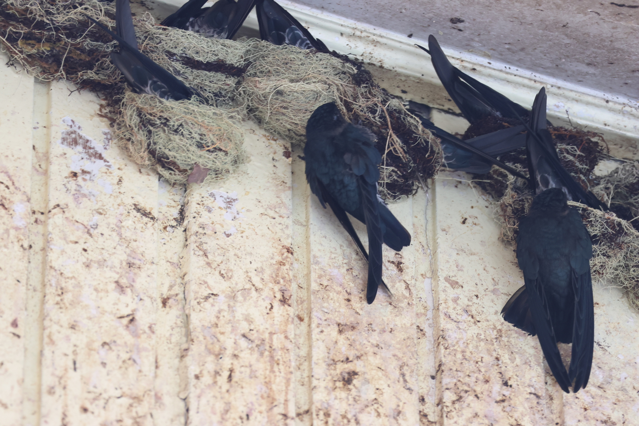 Collocalia affinis Beavan, 1867