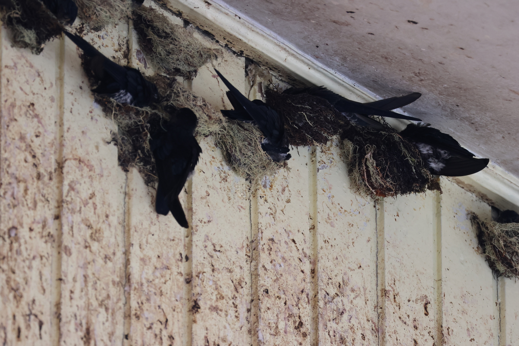 Collocalia affinis Beavan, 1867