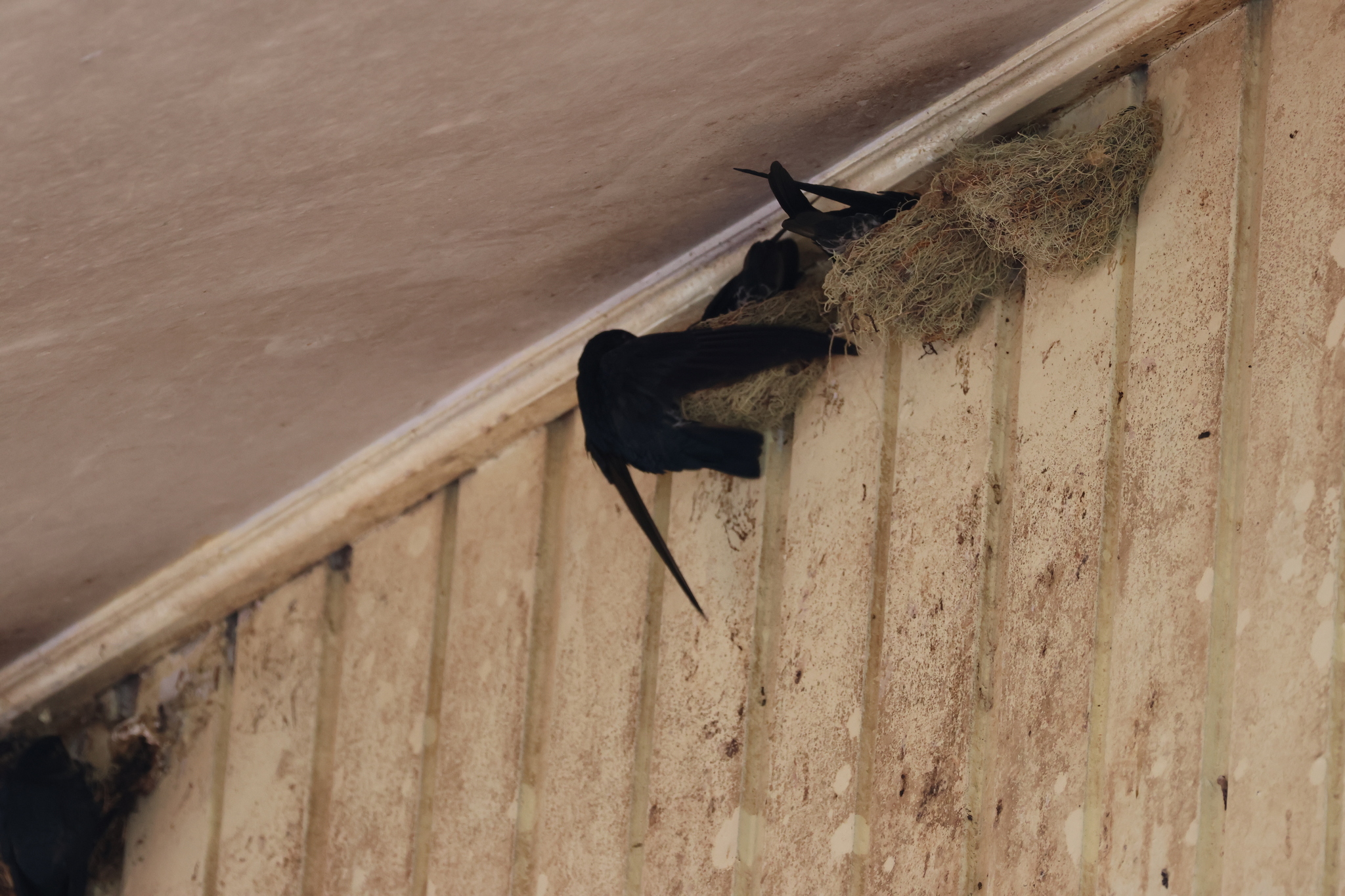 Collocalia affinis Beavan, 1867