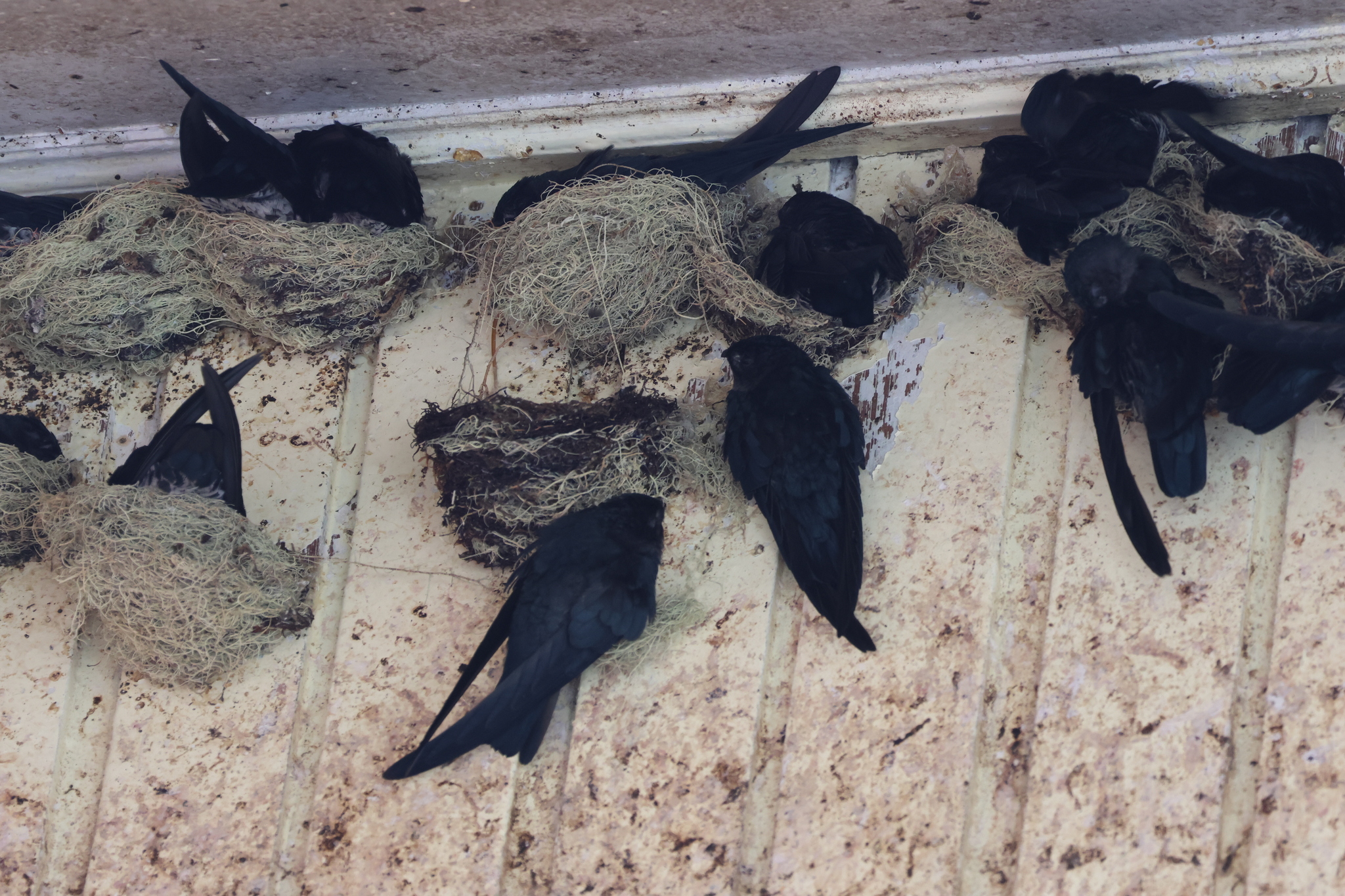 Collocalia affinis Beavan, 1867