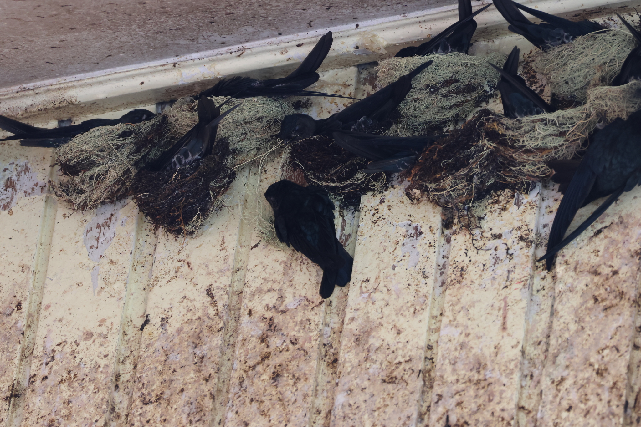 Collocalia affinis Beavan, 1867