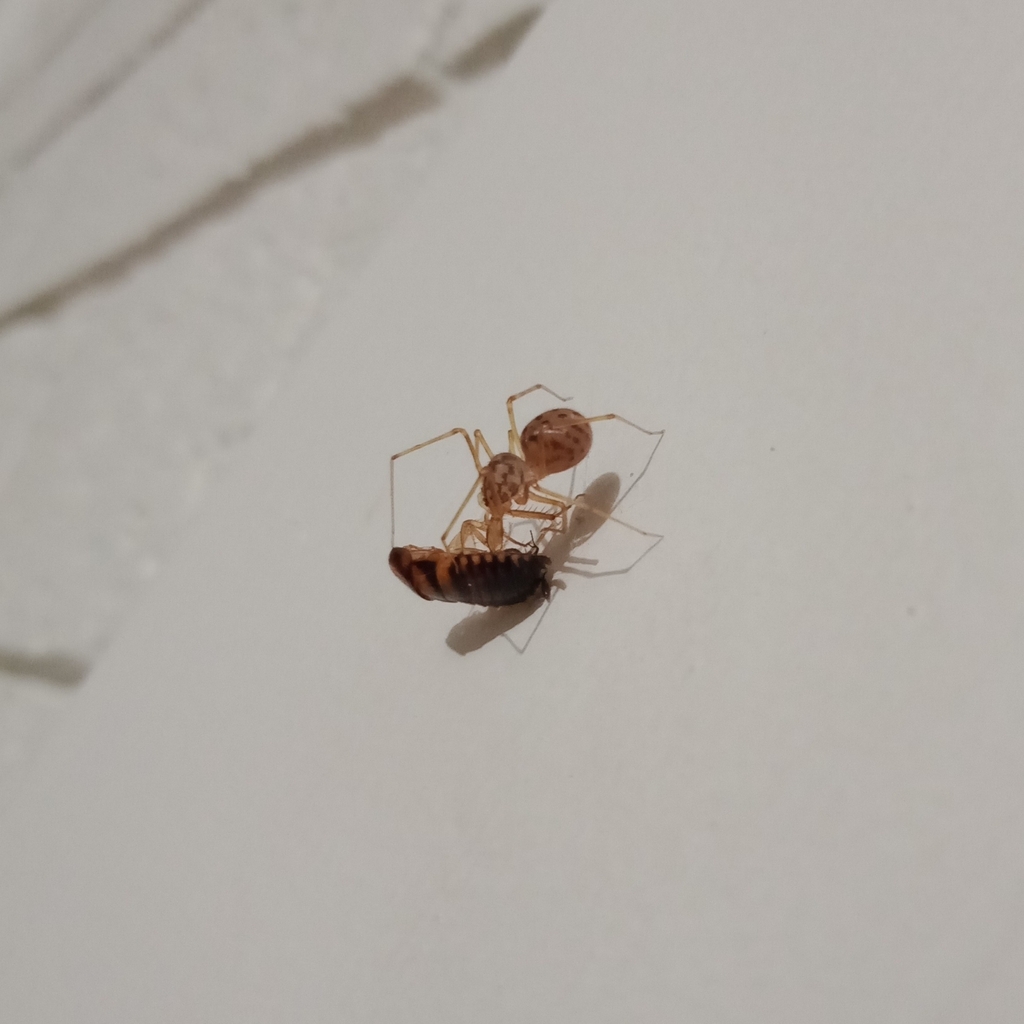 White porch spider from Parkes NSW 2870, Australia on April 12, 2023 at ...