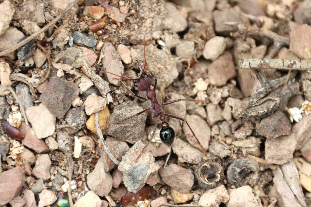 Australian Red Bull Ant from Melbourne VIC, Australia on March 19, 2023 ...