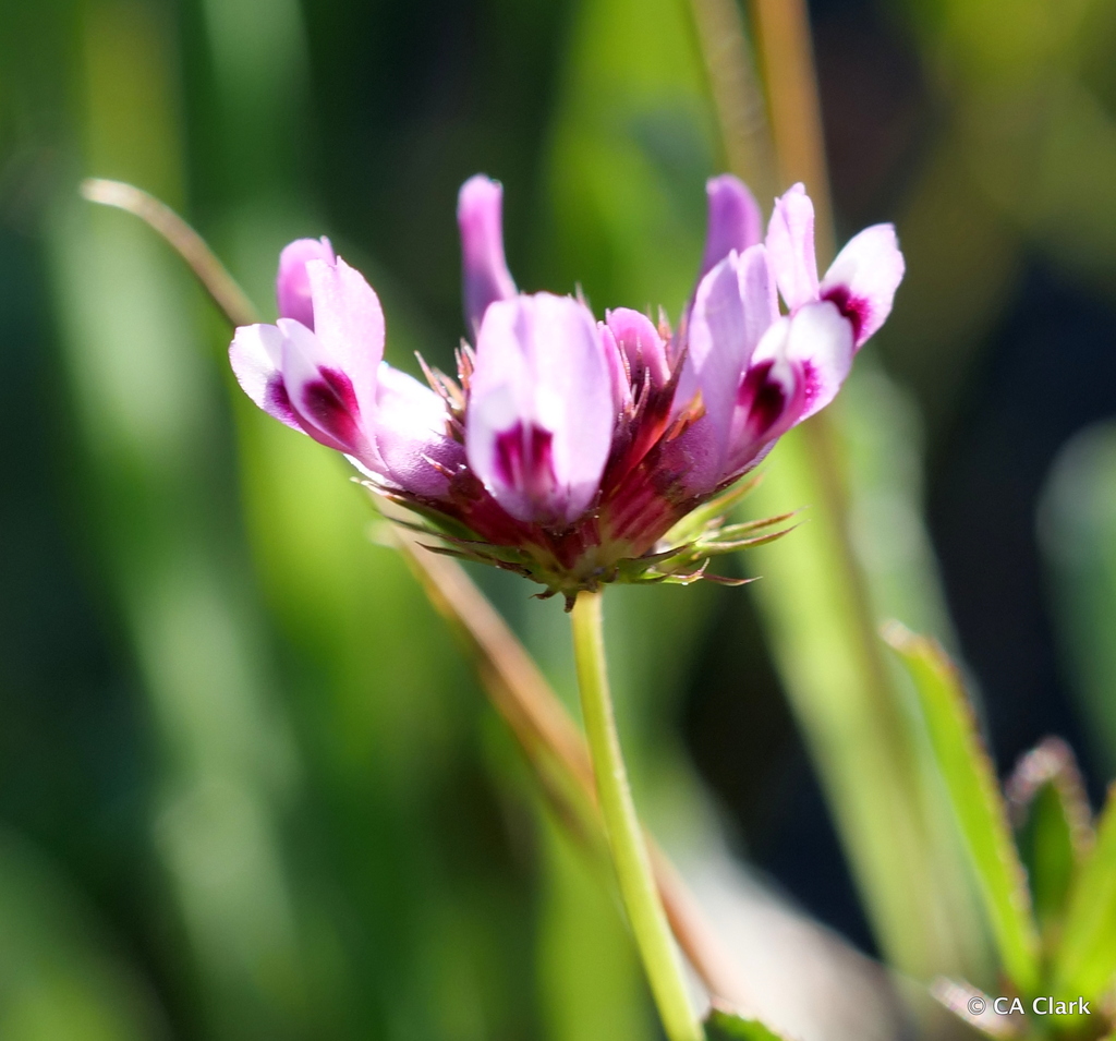 tomcat clover from Woodside, California, USA on March 26, 2023 at 05:09 ...