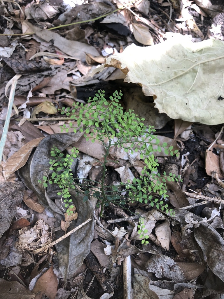 Scrambling Caper from Kureelpa Falls Rd, Kureelpa, QLD, AU on April 12 ...