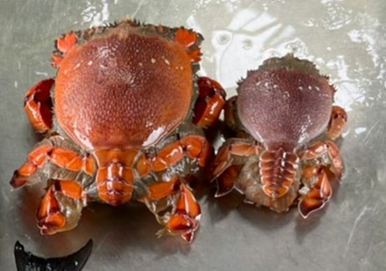 Ranina ranina (Linnaeus, 1758)