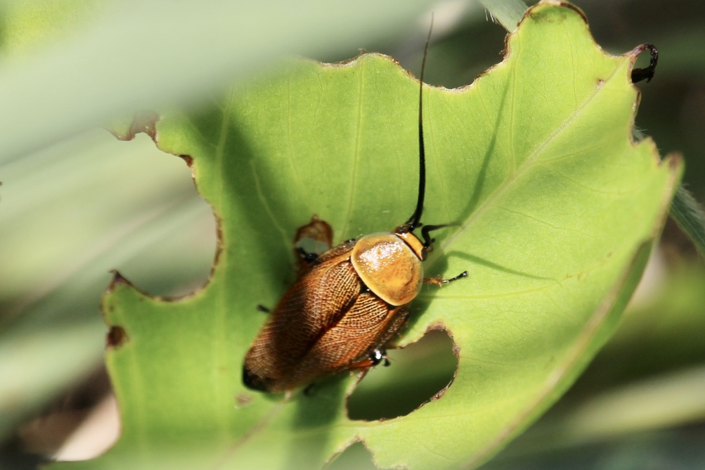 bush cockroach from Marine Pde, Kingscliff, NSW, AU on April 11, 2023 ...
