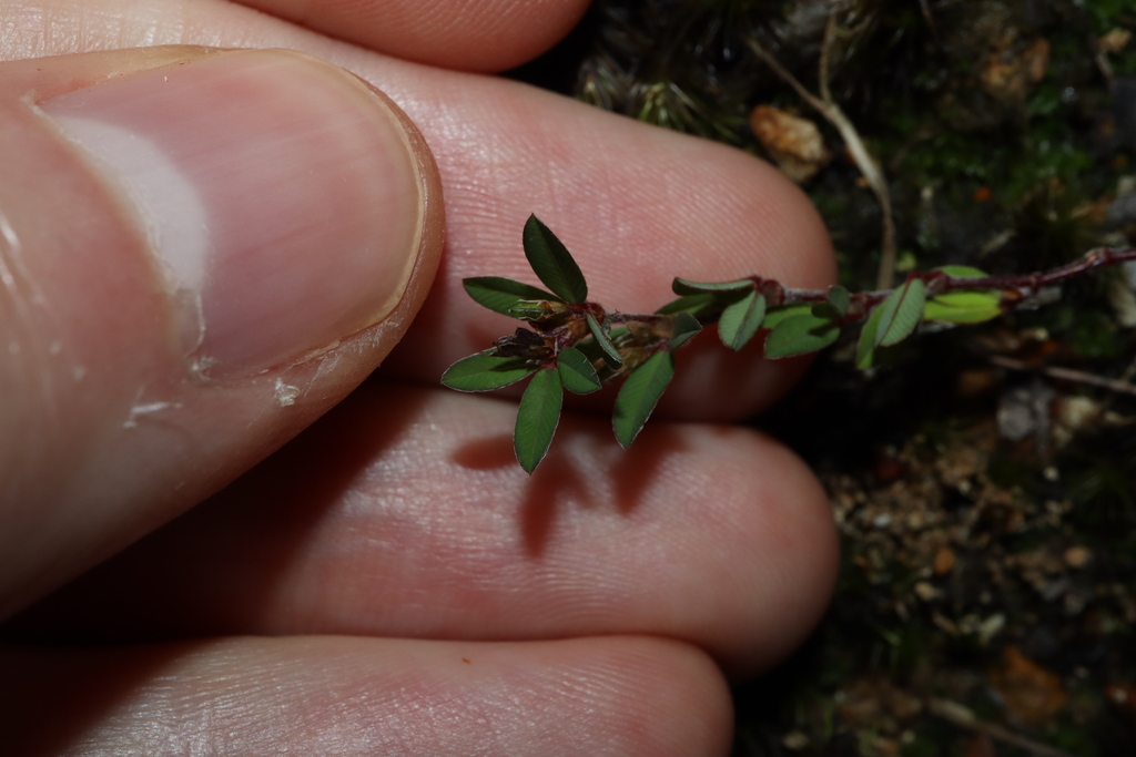 Japanese Clover from Laurieton NSW 2443, Australia on April 7, 2023 at ...