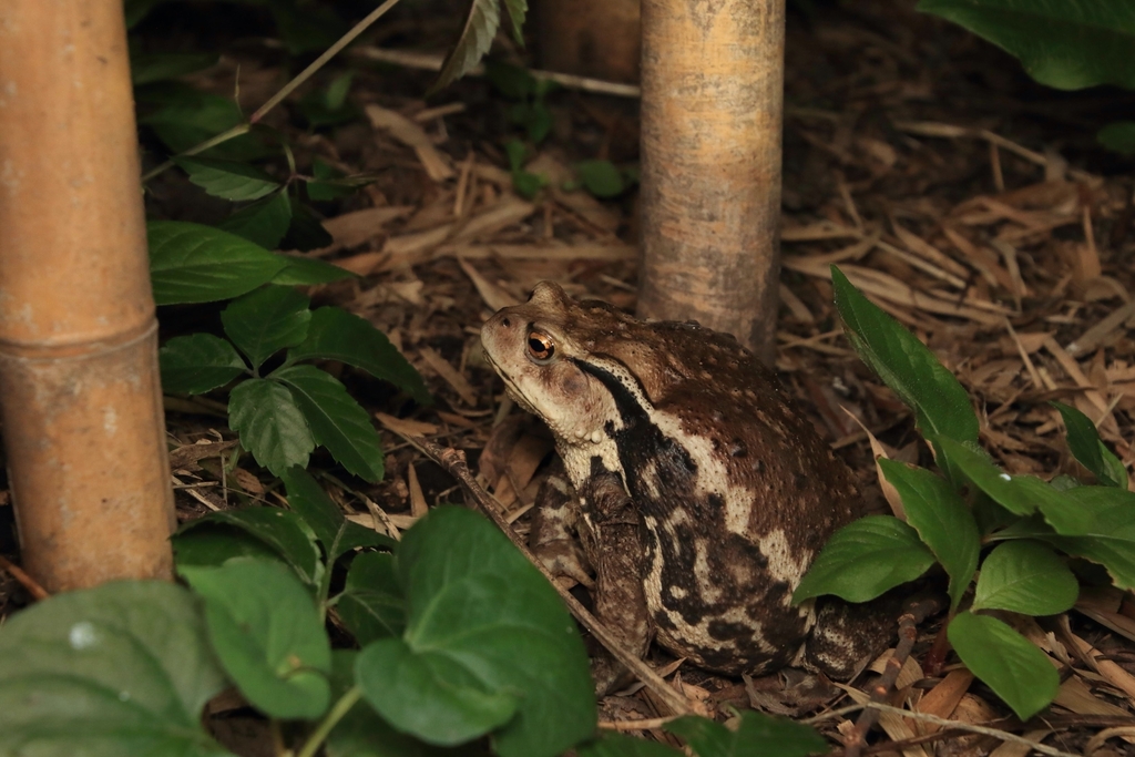 Eastern-Japanese Common Toad in July 2018 by ymmus · iNaturalist