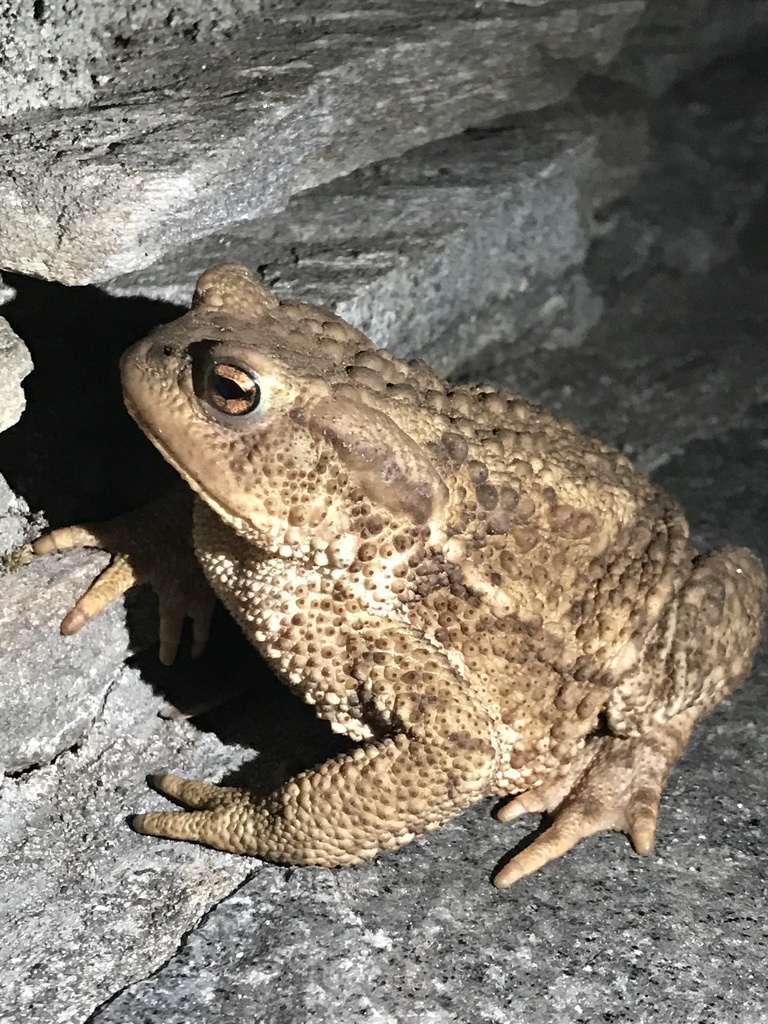 European Toad from Via Pazz, Novaggio, TI, CH on April 11, 2023 at 11: ...