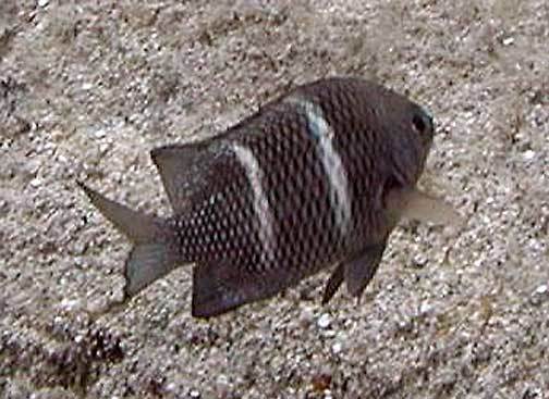 Hawaiian Rock Damsel (Reef Fish of the Hawaiian Islands) · iNaturalist