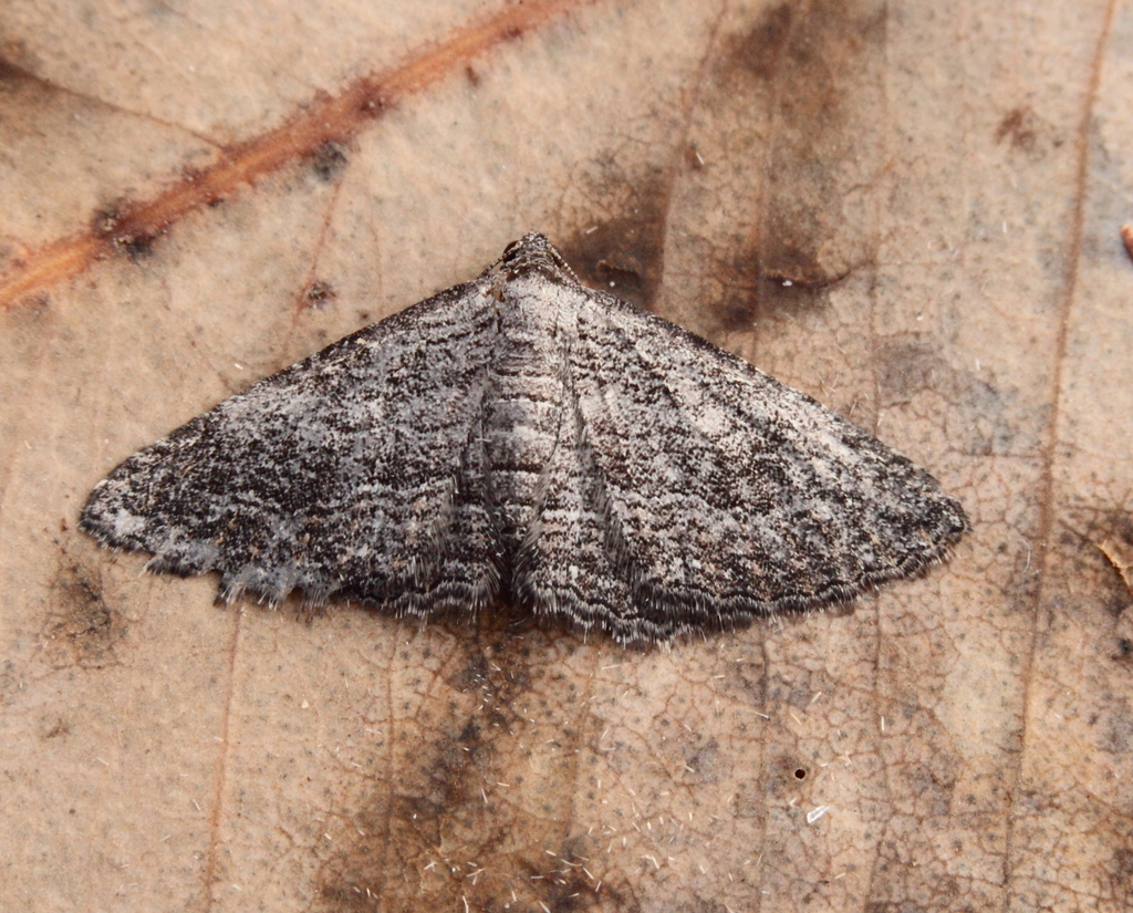 Geometer Moths from Dryandra WA 6311, Australia on April 3, 2023 at 08: ...