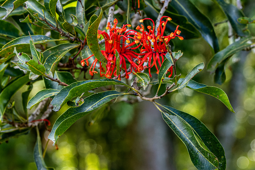 Firewheel tree (Stenocarpus sinuatus) - Botanical Realm
