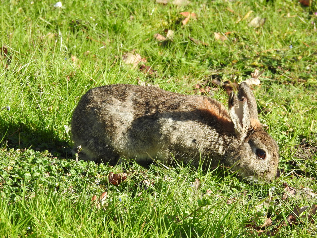 European Rabbit from Norwich, UK on April 12, 2023 at 06:34 AM by ...