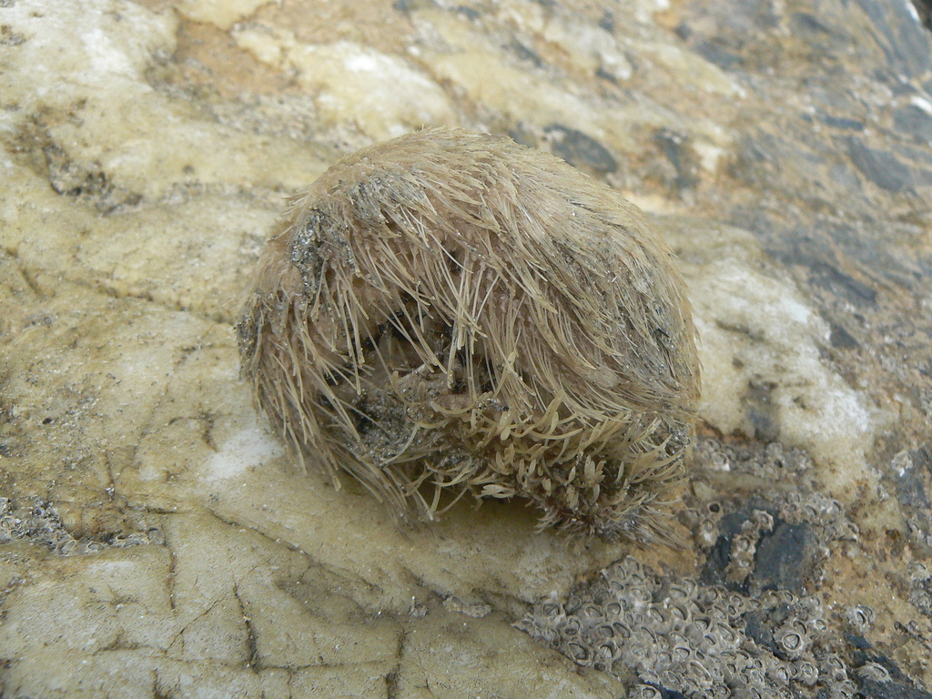 Sea Potato from Cornwall, England, GB on September 22, 2013 at 04:09 PM ...