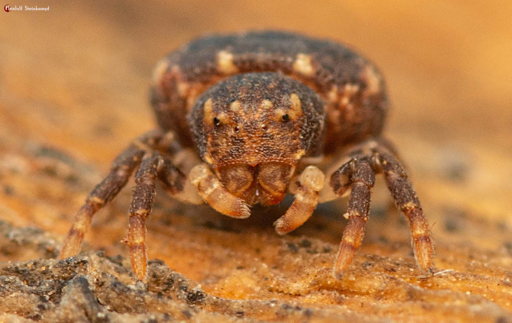 Stumpy Crab Spiders from South Africa on March 27, 2023 at 02:39 PM by ...