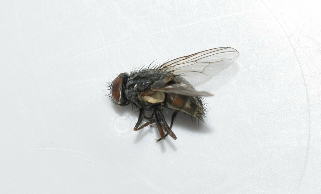 False Stable Fly from North Aegean Region, Greece on October 23, 2022 ...