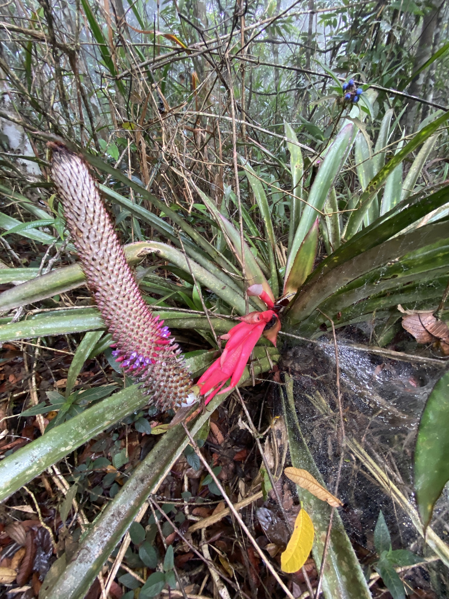 Aechmea alopecurus Mez