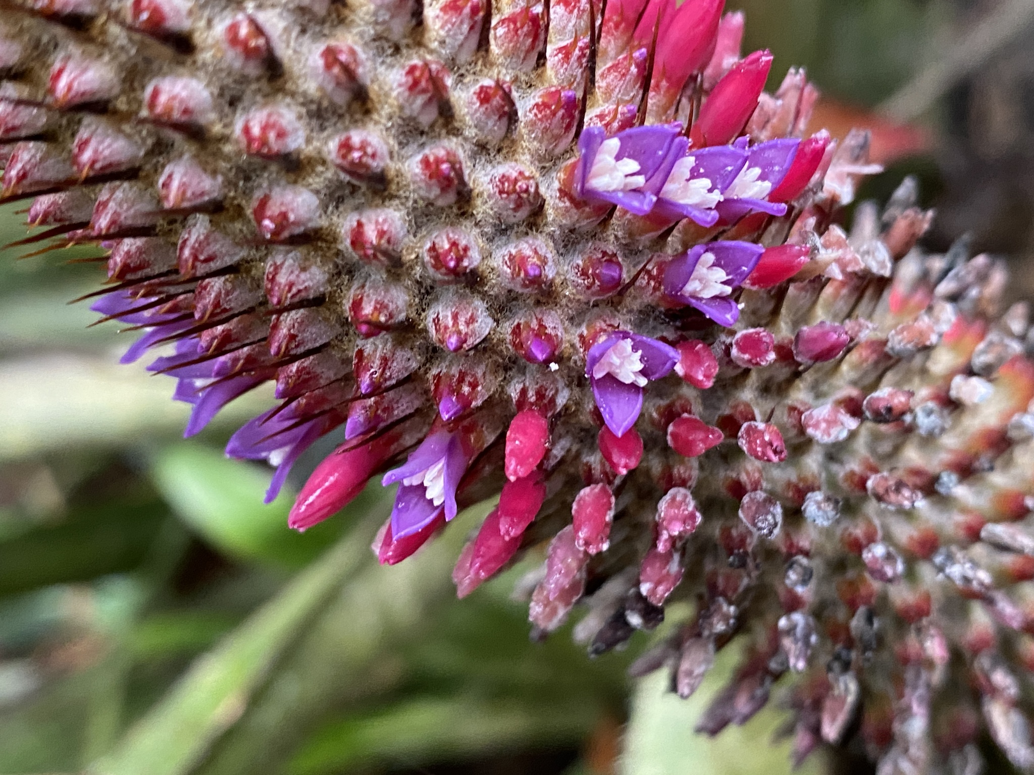 Aechmea alopecurus Mez