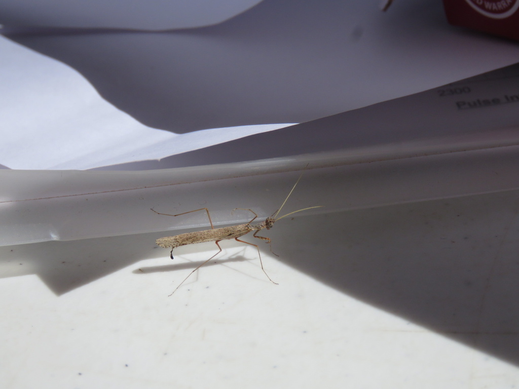 Cliomantis from Sturt, Unincorp. Far West, AU-NS, AU on April 12, 2023 ...